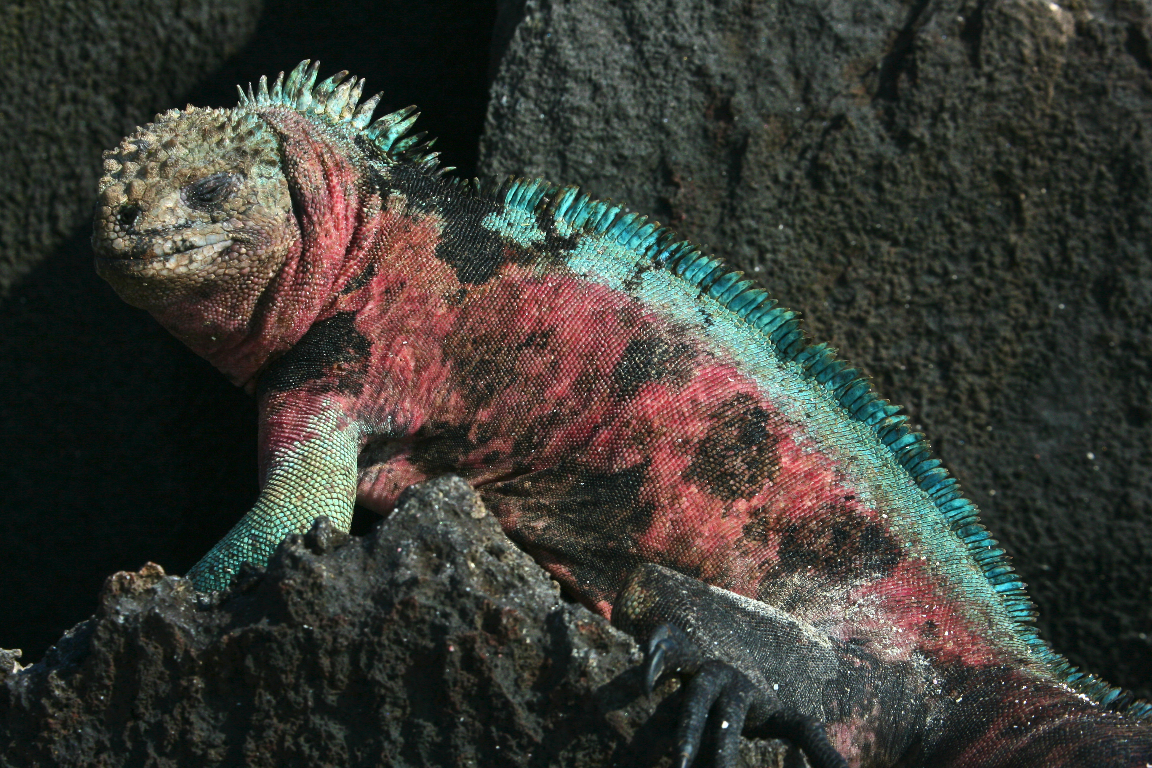 Ebern Designs Colorful Marine Iguana Resting on Shore Rocks by ...