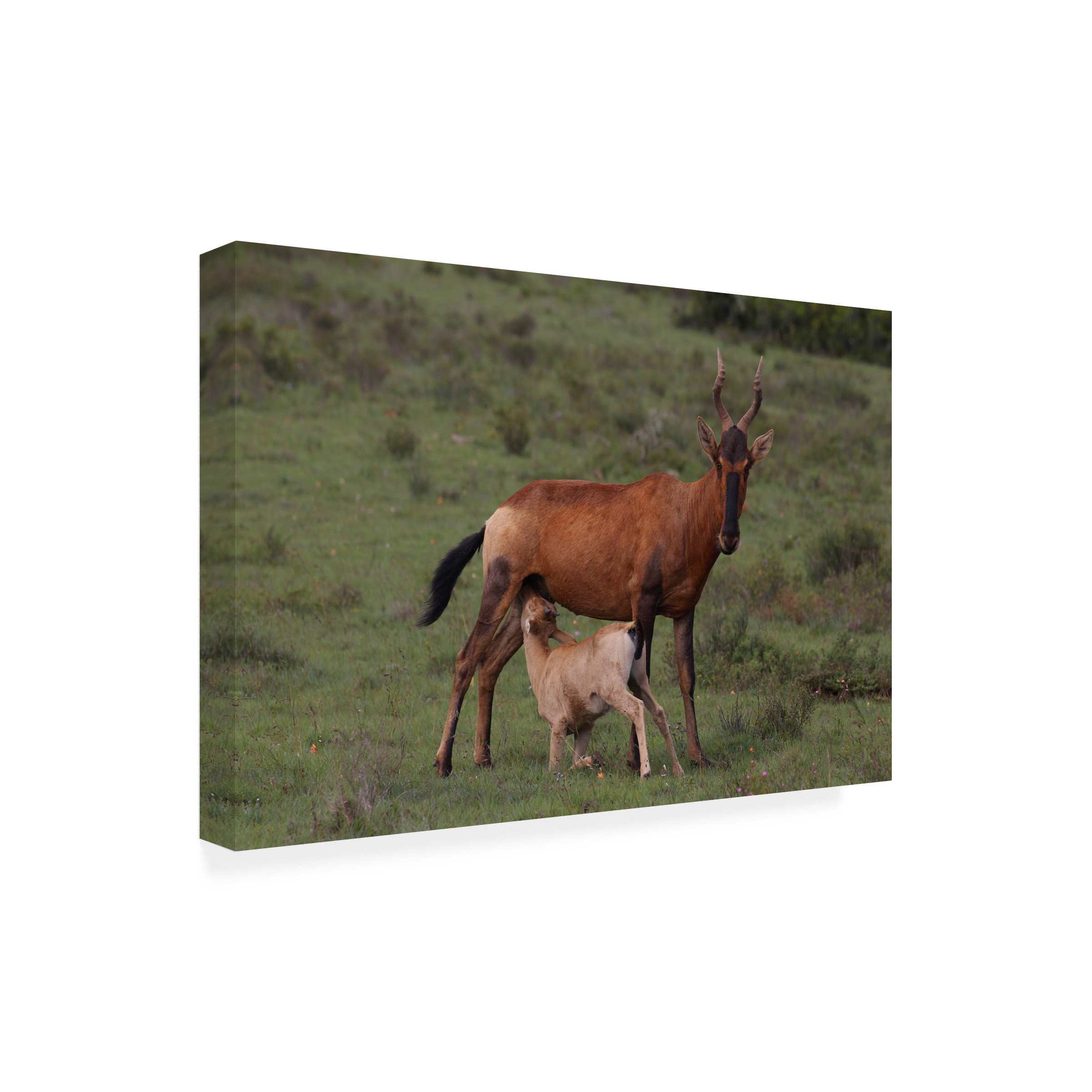 Union Rustic Bob Langrish 'Red Hartebeest and Calf' Canvas Art ...