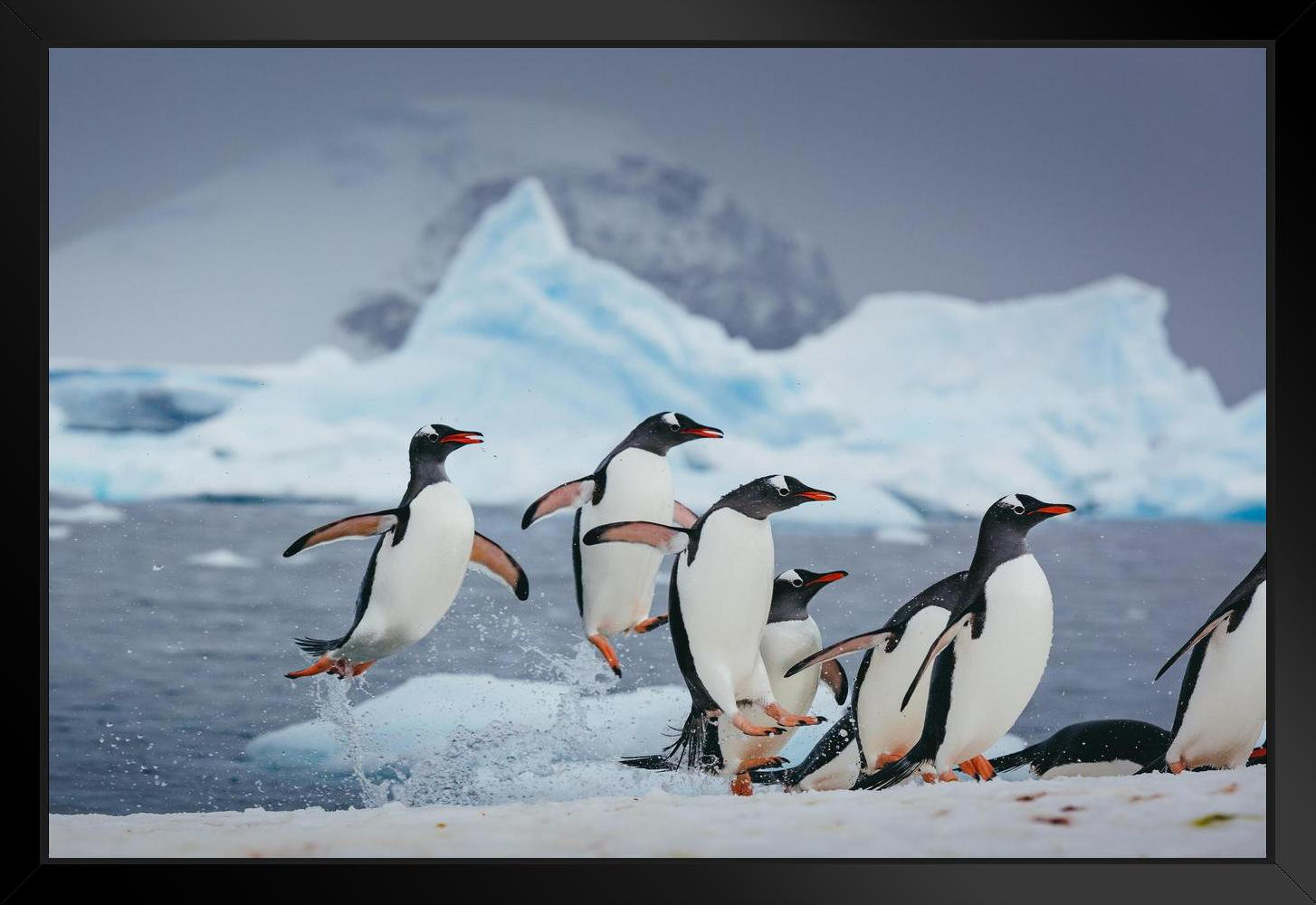 Latitude Run® Gentoo Penguins Exploding From The Sea Photo Penguin ...