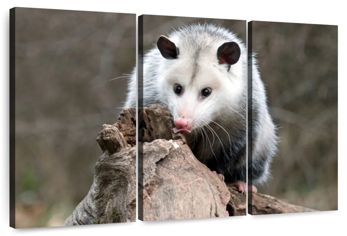 Elephant Stock Opossum | Wayfair