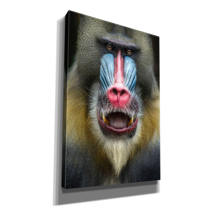 Latitude Run® 'Mandrill 2' By SD Smart, Canvas Wall Art | Wayfair
