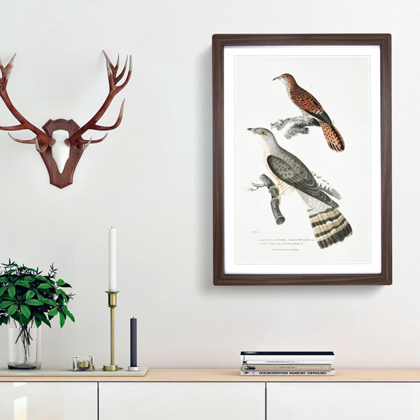 East Urban Home Cuckoo Bird Illustrations by John Edward Gray - Picture ...