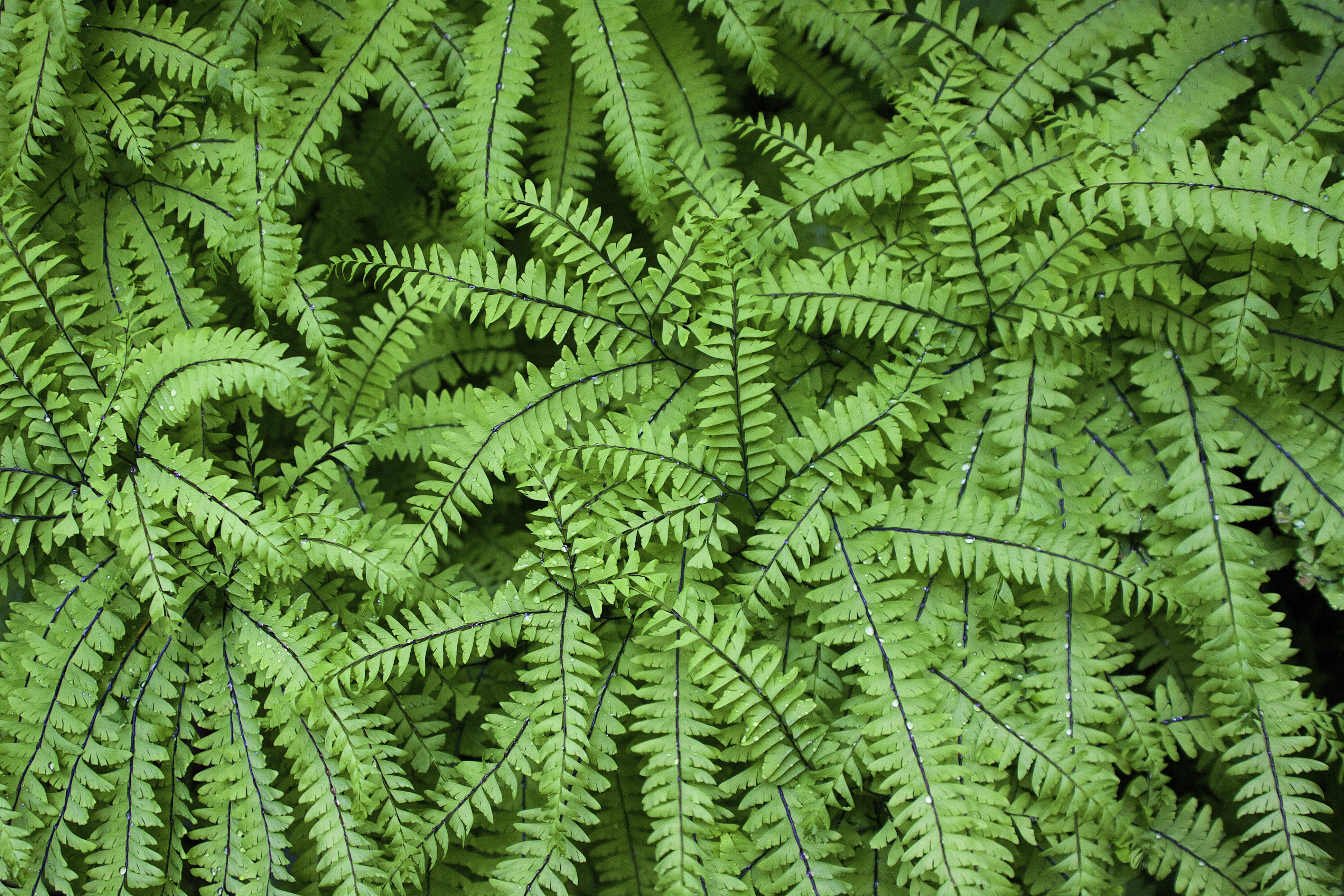 Brambly Cottage Fern In A Pacific Northwest Forest by BruceBlock - No ...