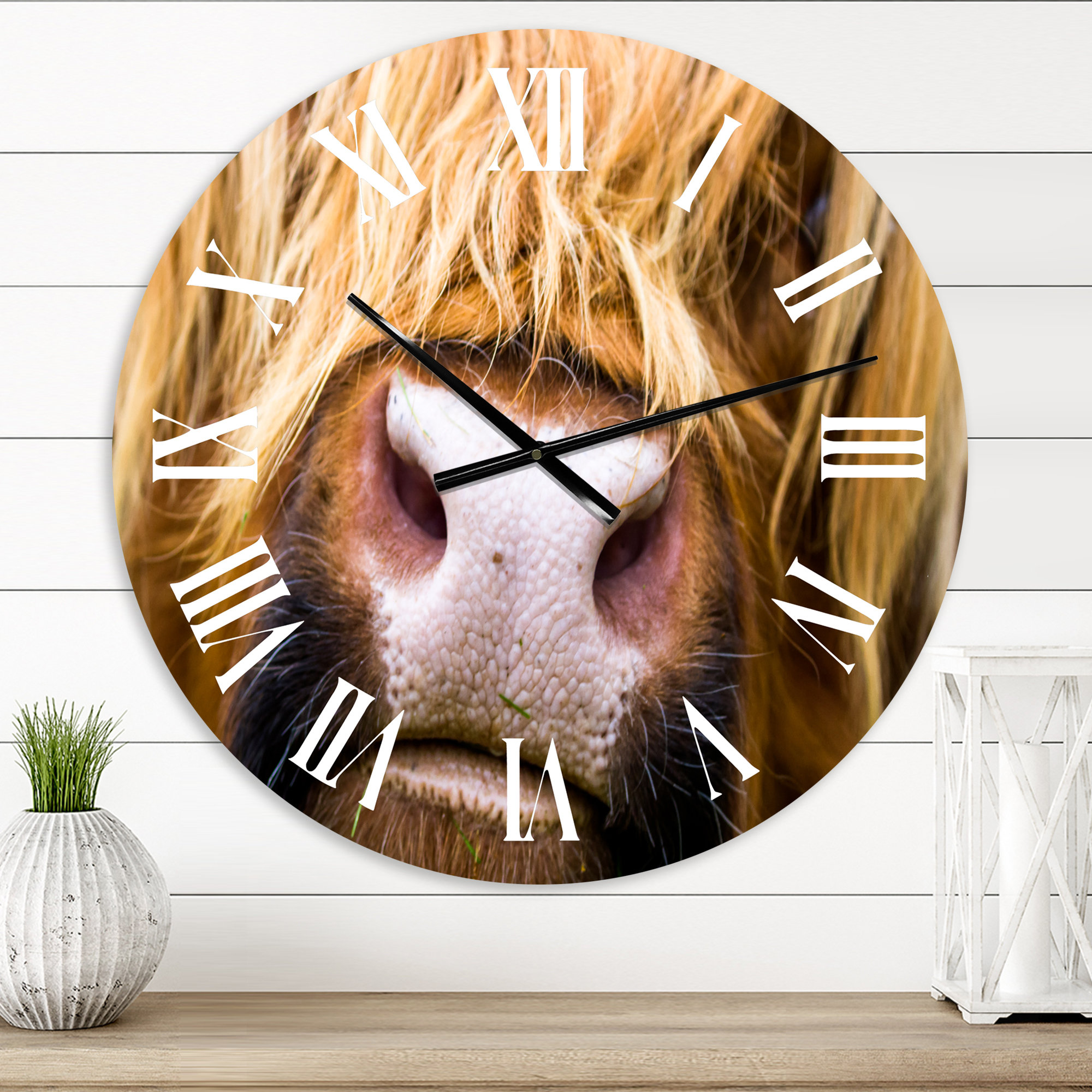 East Urban Home Close-Up Highland Cattle In Scotland - Farmhouse wall ...