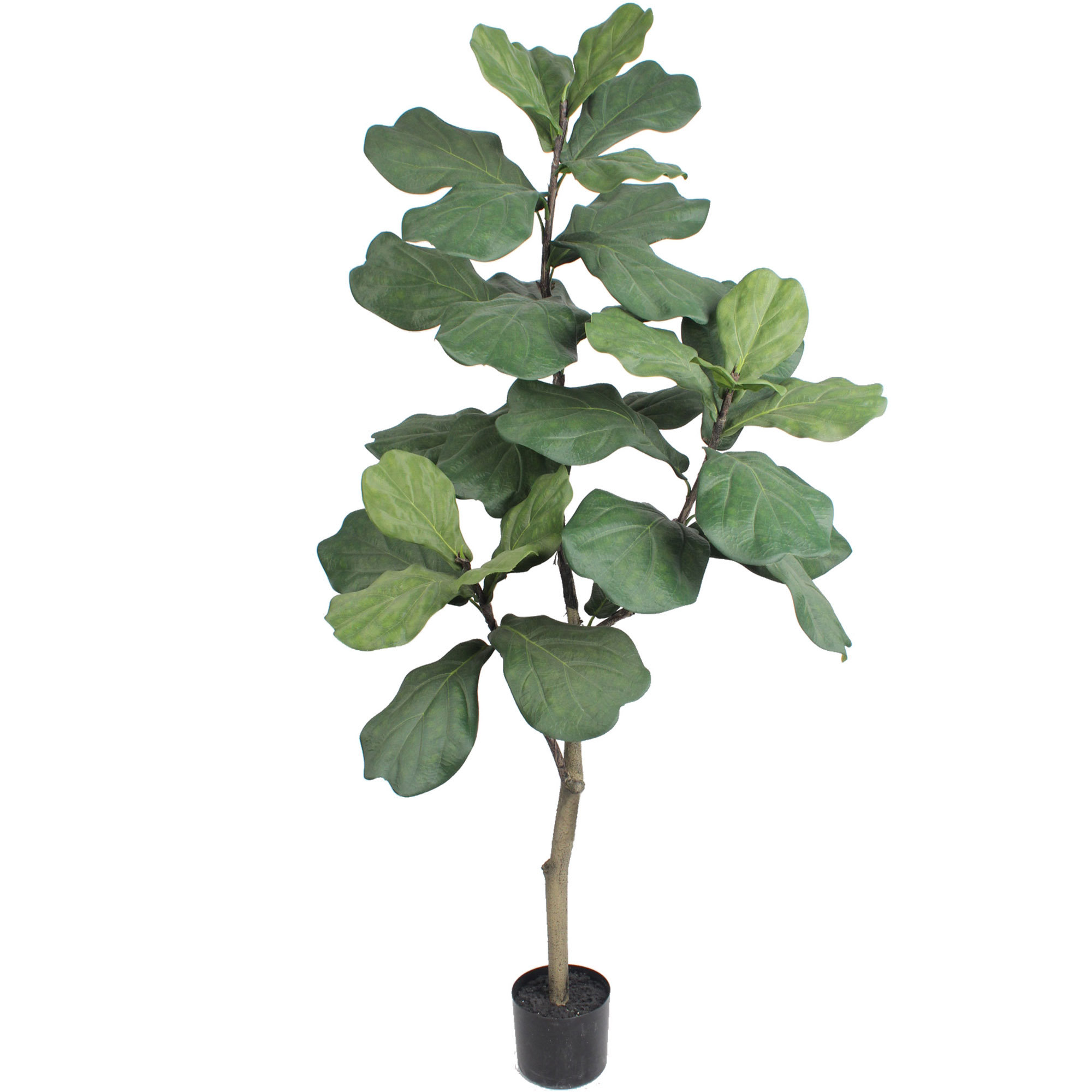 Primrue Fiddle Leaf Fig Trees And Reviews Wayfair Canada