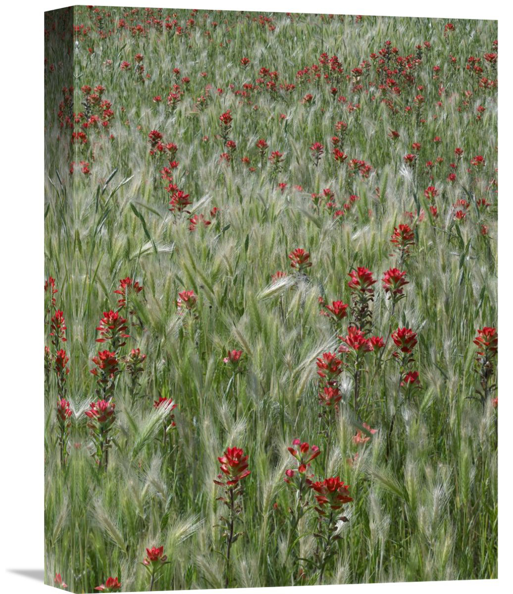 East Urban Home 'Indian Paintbrush and Foxtail Barley Field, Texas ...