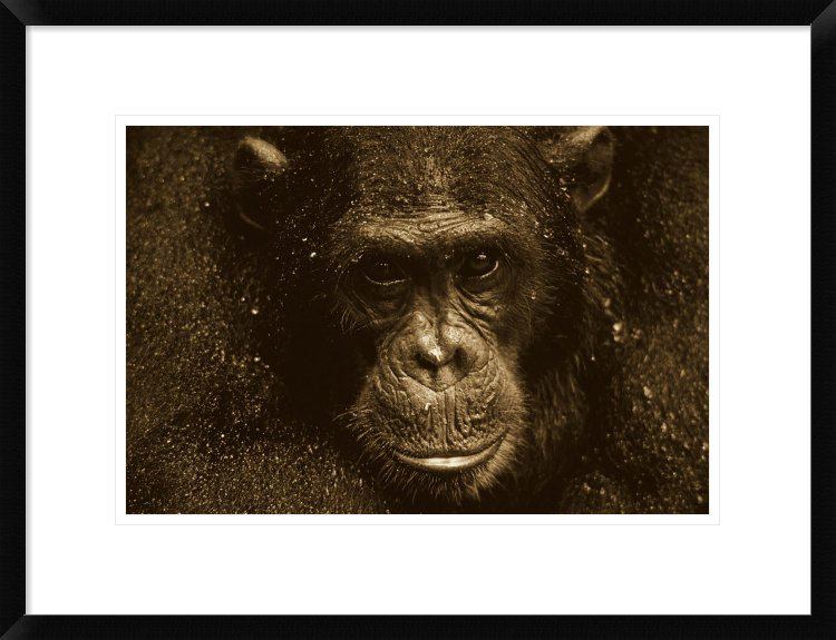 Global Gallery 'Chimpanzee Called Frodo In The Rain' Framed ...