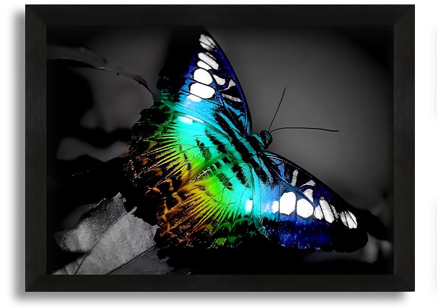 Latitude Run Bright Butterfly - Picture Frame Painting on Canvas ...