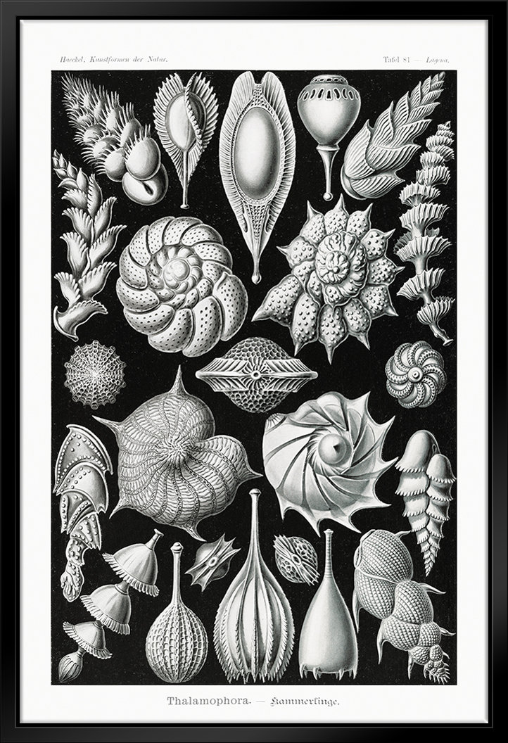 ATX Art Group LLC Thalamophora–Kammerlinge II By Ernst Haeckel by ...