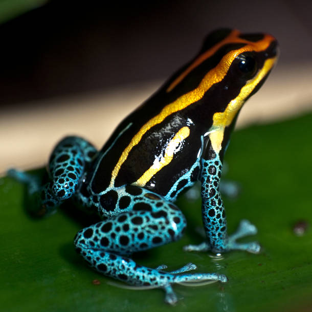 Ebern Designs Poison Dart Frog Sitting on a Leaf - Wrapped Canvas ...