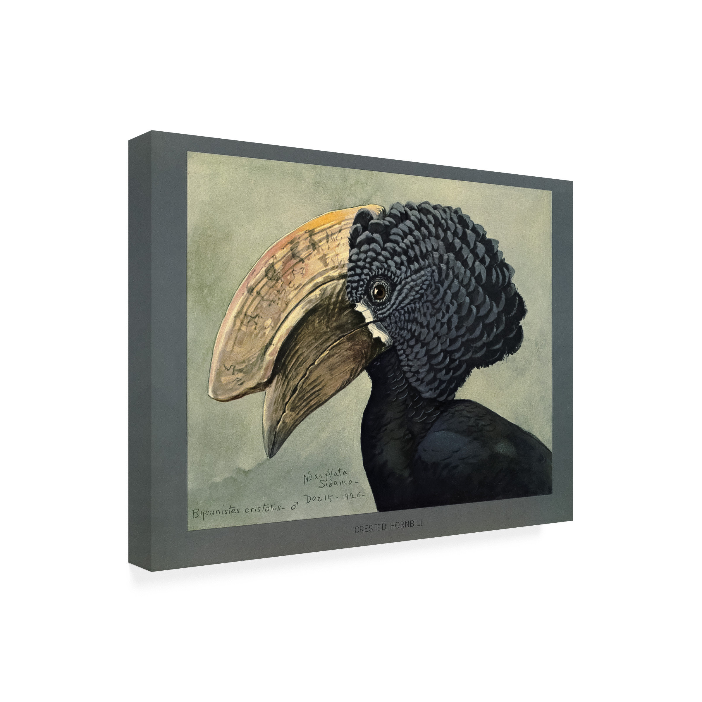 Winston Porter Print Collection 'Abyssinian Crested Hornbill' Canvas ...