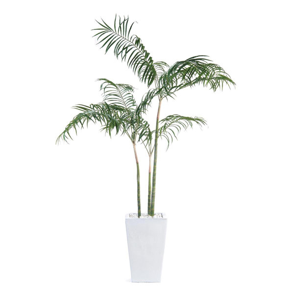 John-Richard Palm Tree in Ceramic Planter | Perigold