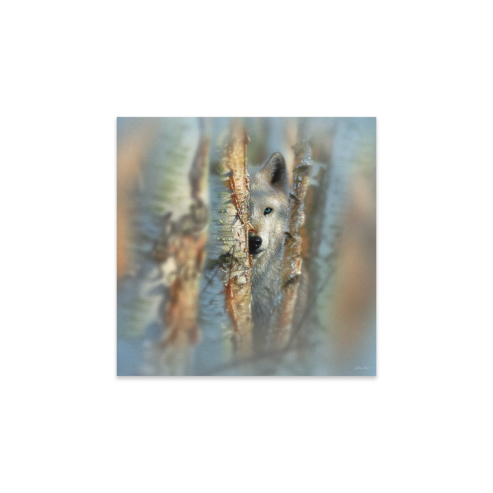 Millwood Pines " Focused - White Wolf, Square " by Collin Bogle ...