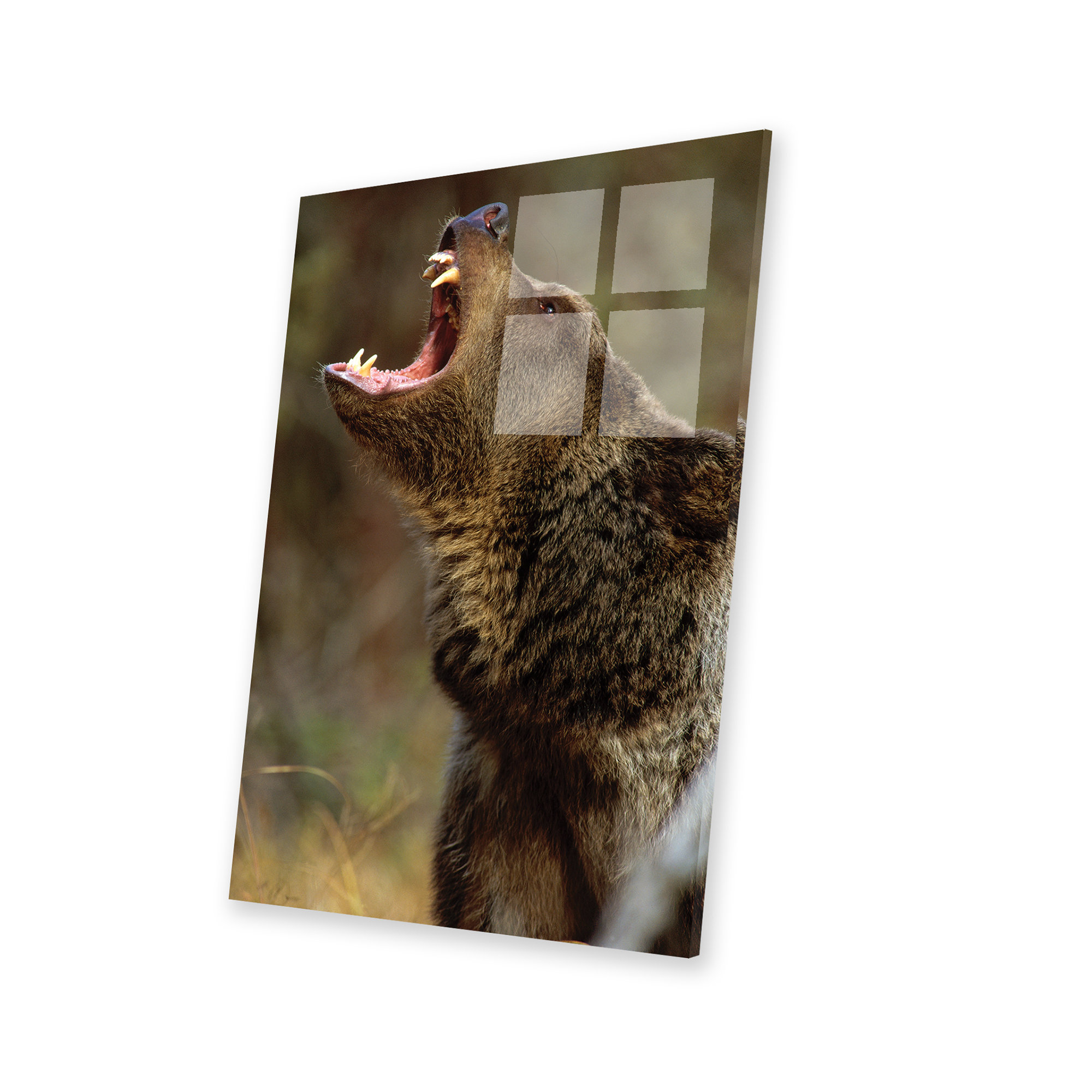 Millwood Pines " Grizzly Bear Calling, North America I " by Tim ...