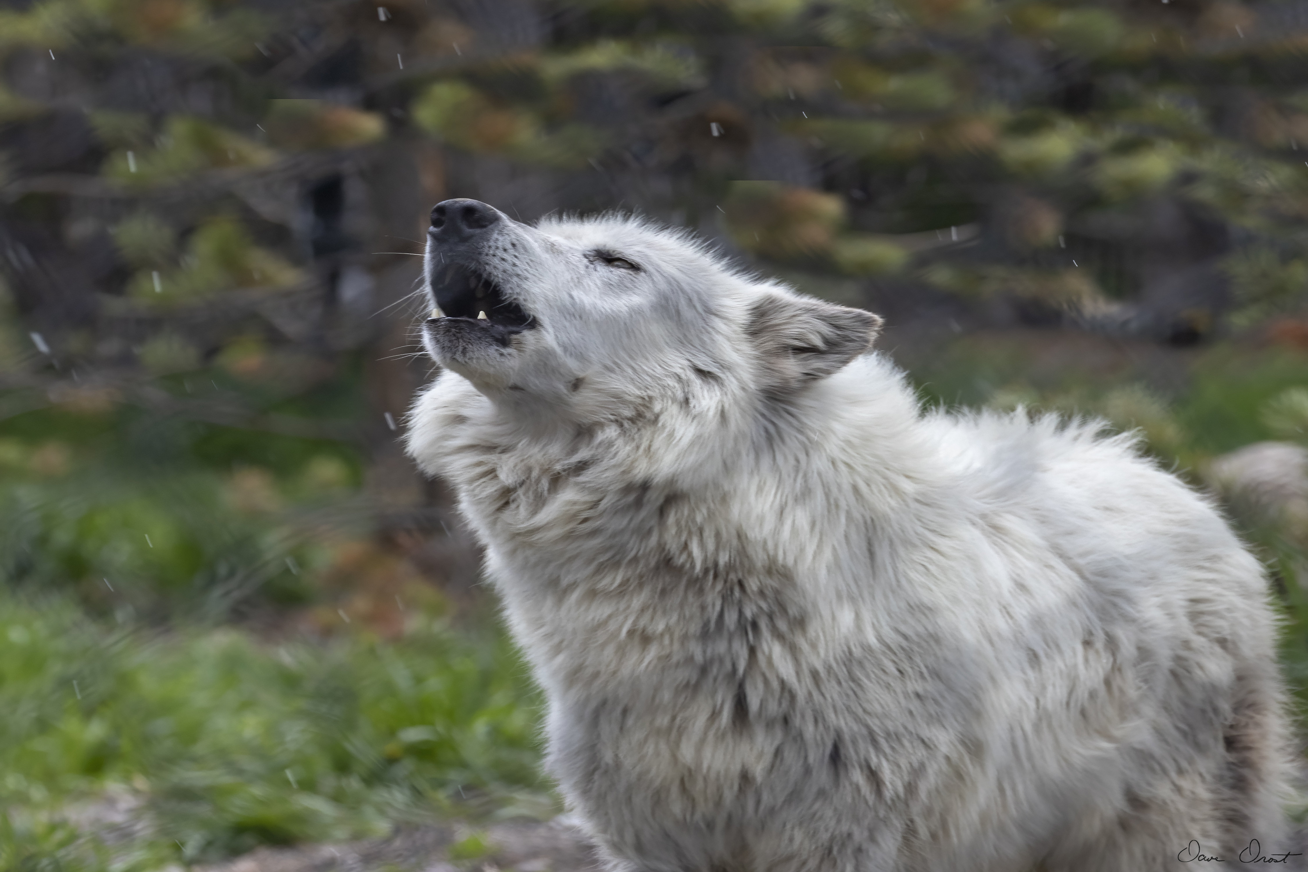Millwood Pines Howling Wolf - Wayfair Canada