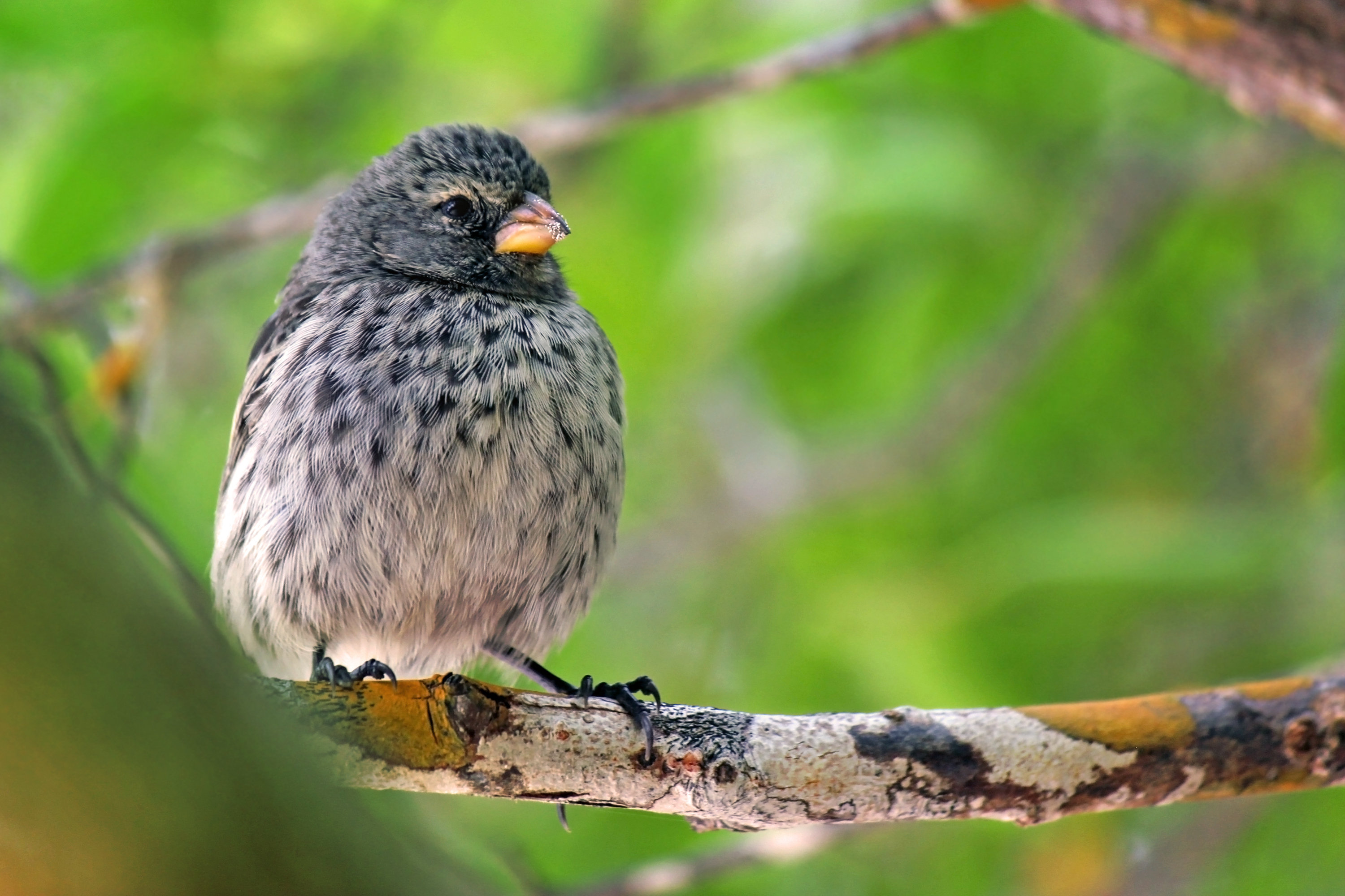 Ebern Designs Darwin's Finch by Crisserbug | Wayfair
