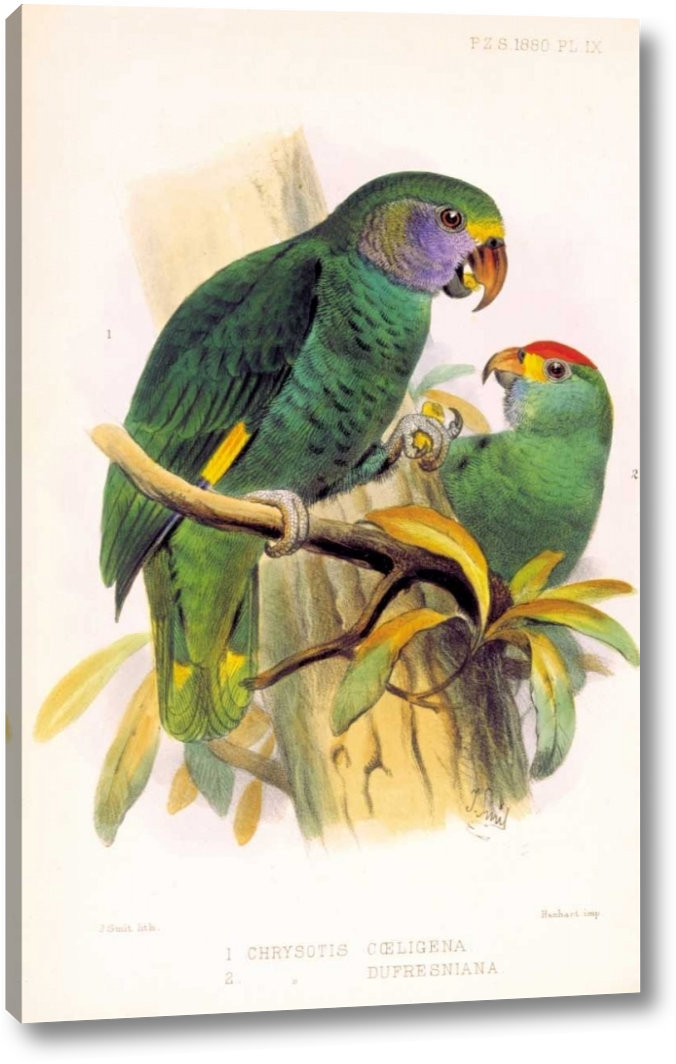 Bay Isle Home™ « perroquets, chrysotis » par joseph smit estampe ...