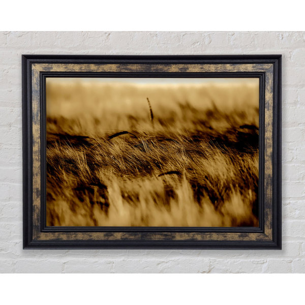 Bright Star Wheatfield Sepia - Single Picture Frame Print | Wayfair.co.uk