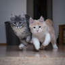 Ebern Designs Maine Coon Cat - Wrapped Canvas Photograph | Wayfair