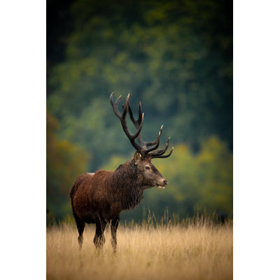 ClassicLiving Large Red Buck by DamianKuzdak - Wrapped Canvas Art ...