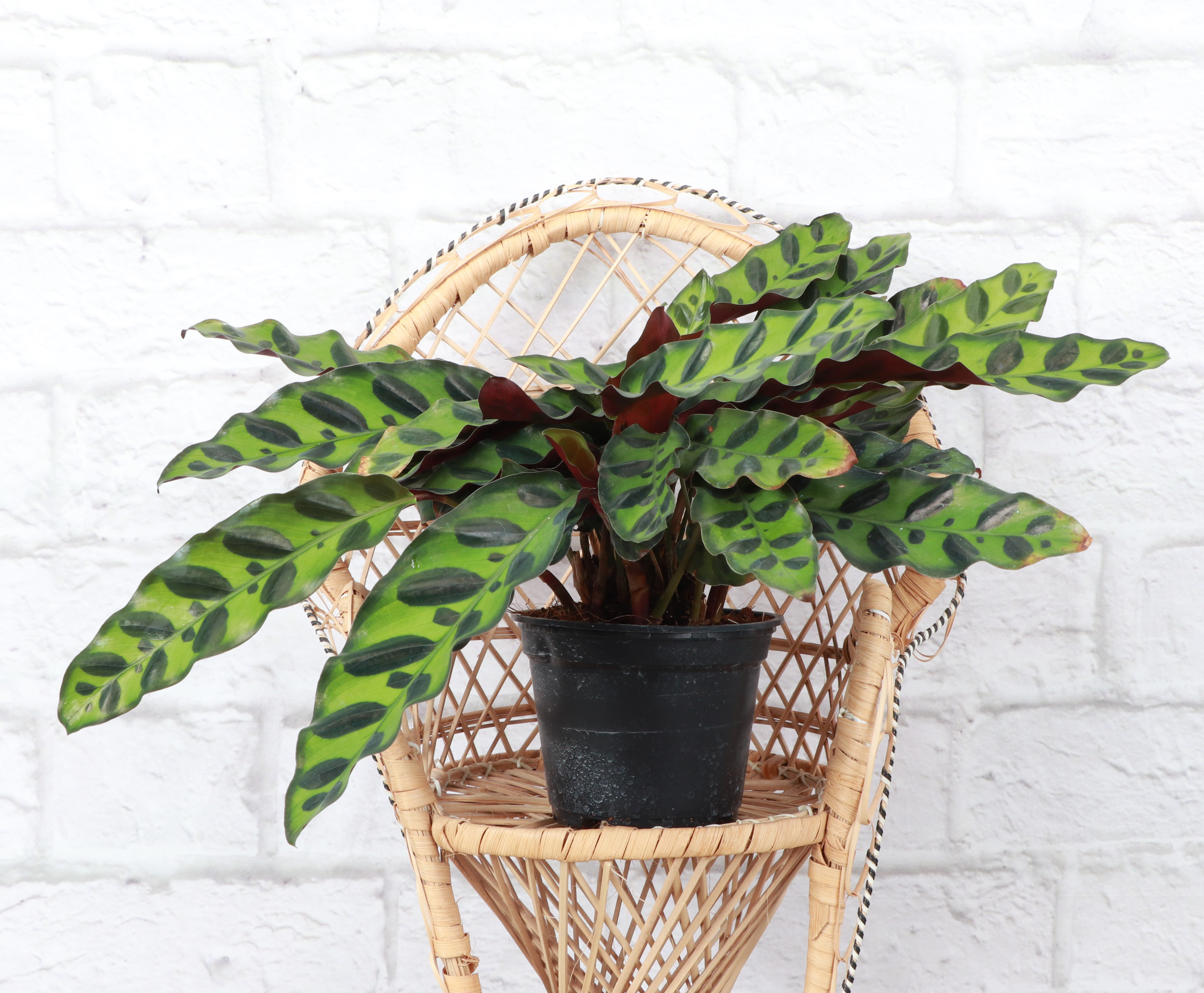 Thorsen's Greenhouse Live Rattlesnake Calathea Plant & Reviews | Perigold