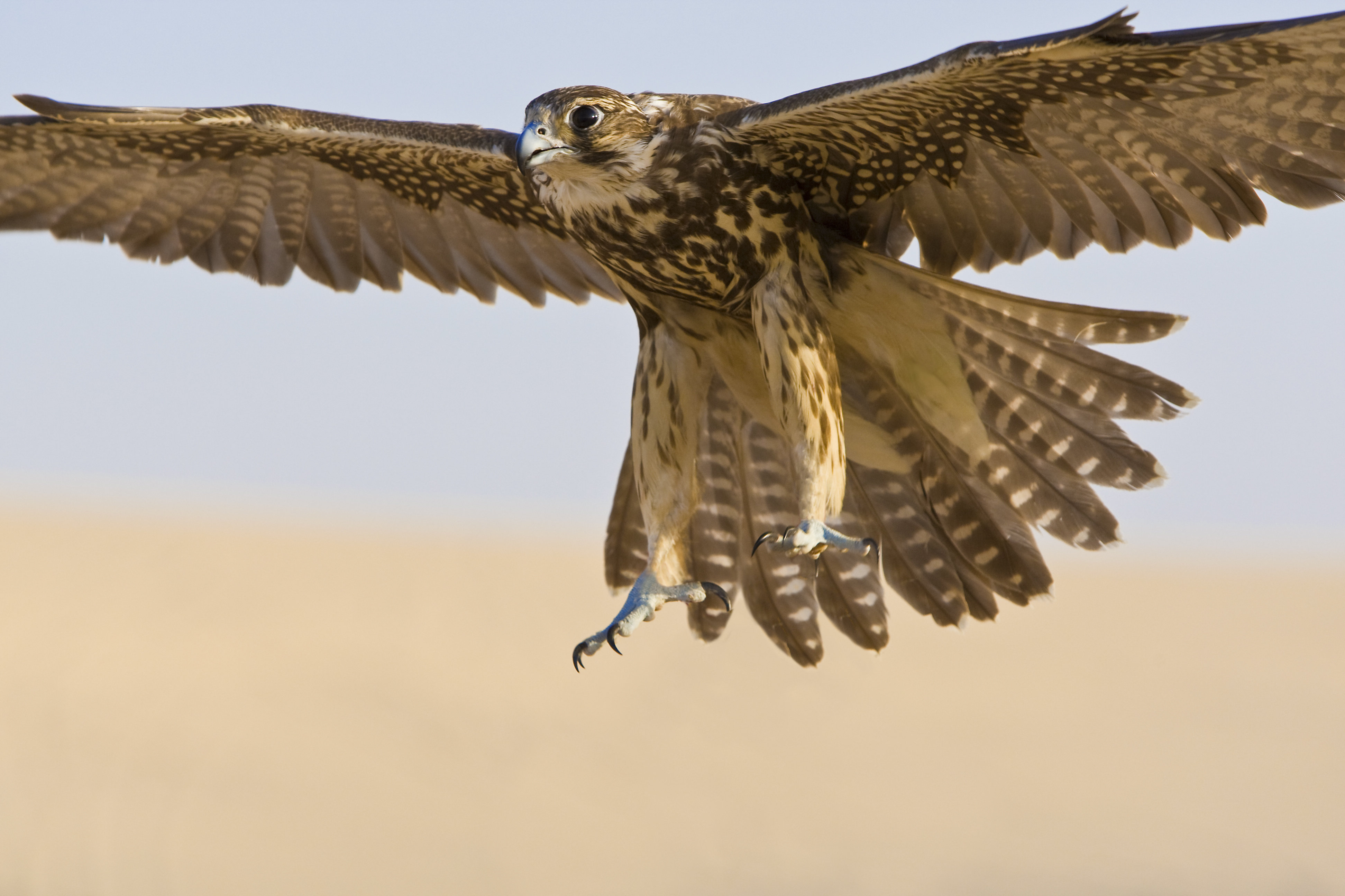 Millwood Pines Falcon in Flight by Dmbaker - Wrapped Canvas Photograph ...