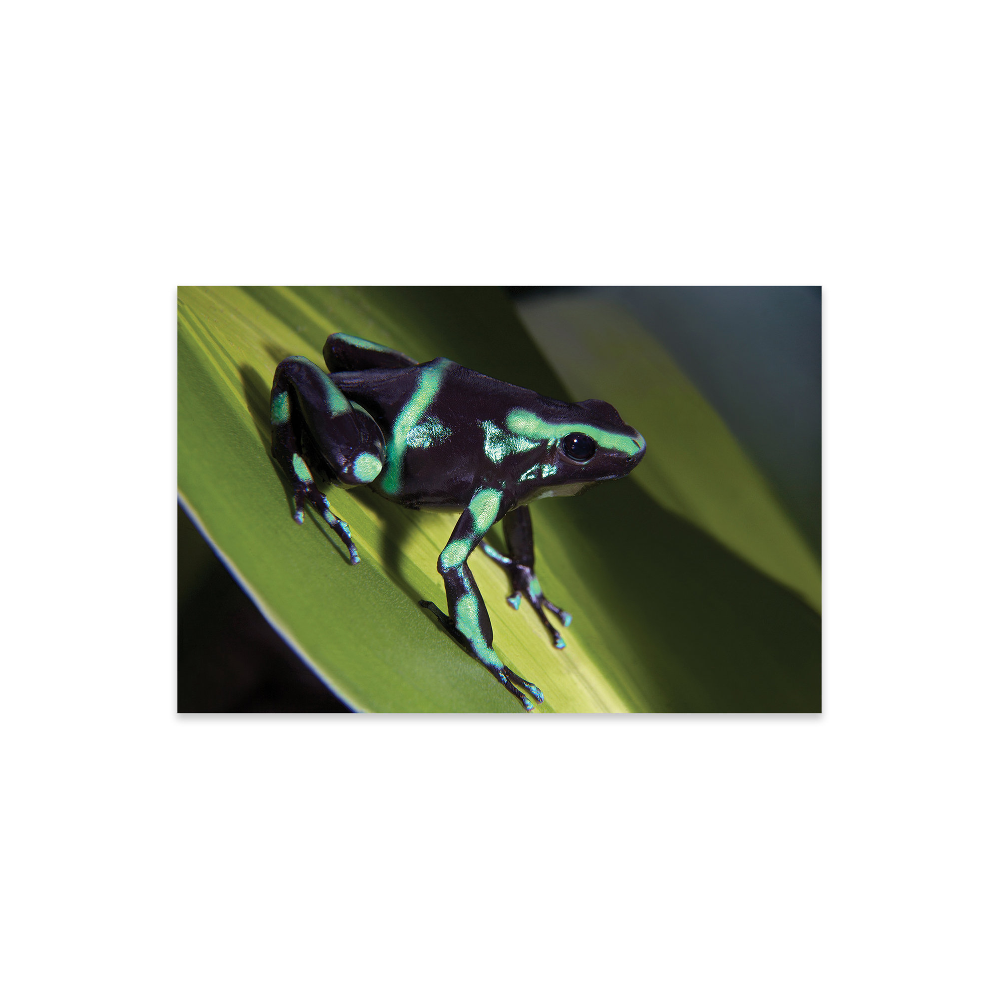 Ebern Designs Green And Black Poison Dart Frog Portrait, Costa Rica ...