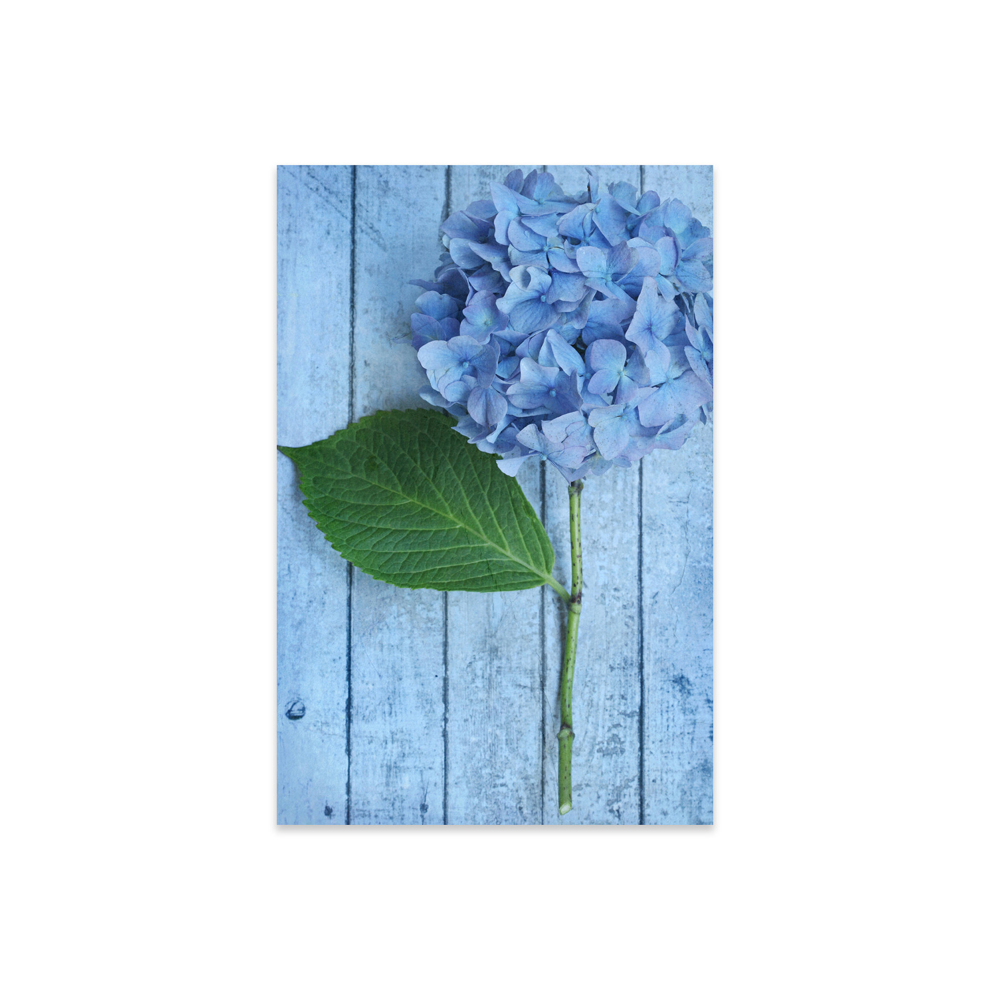 Latitude Run® Herstein Powder Blue Hydrangea On Plastic/Acrylic by ...