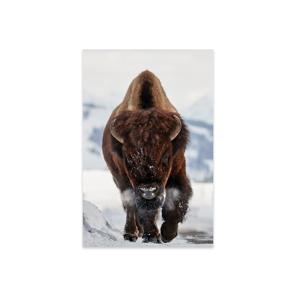 Millwood Pines Bison Incoming Print On Acrylic Glass - Wayfair Canada