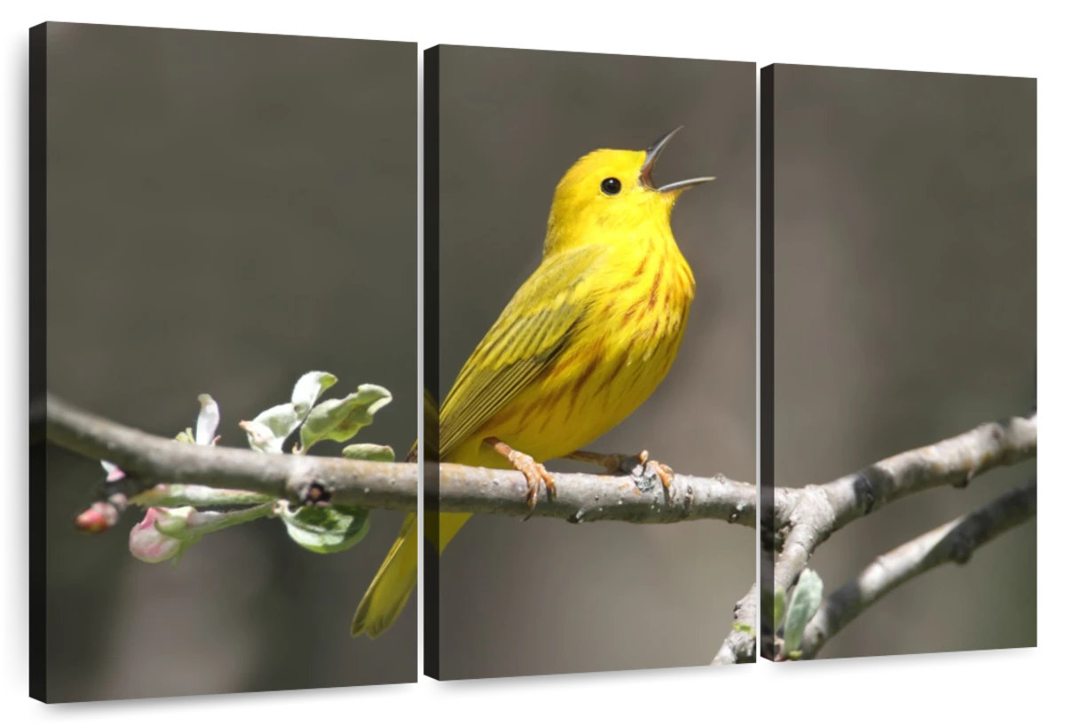 Ebern Designs Yellow Warbler Songbird | Wayfair
