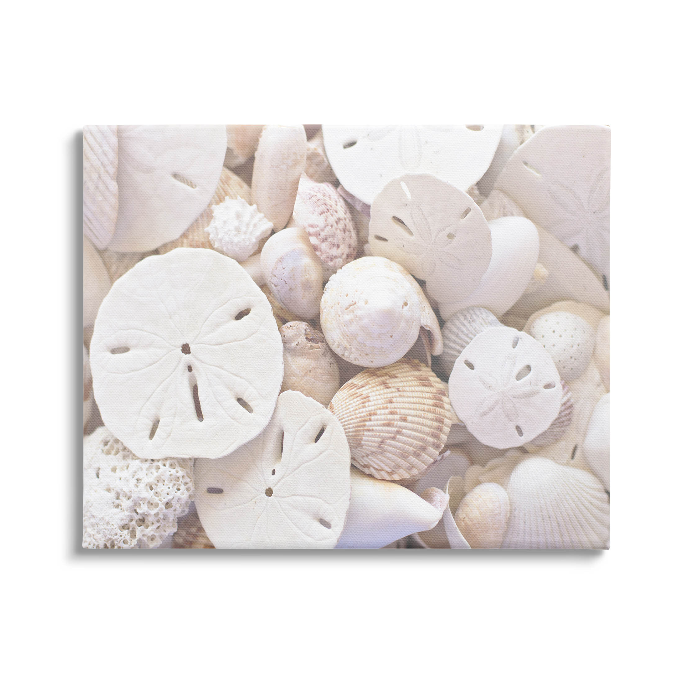 Stupell Industries White Mixed Sand Dollar Shells Canvas Wall Art By ...