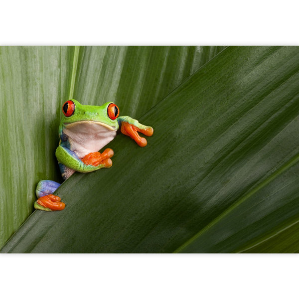 IDEA4WALL Curious Red Eyed Tree Frog Hiding in Green Background Leaves ...
