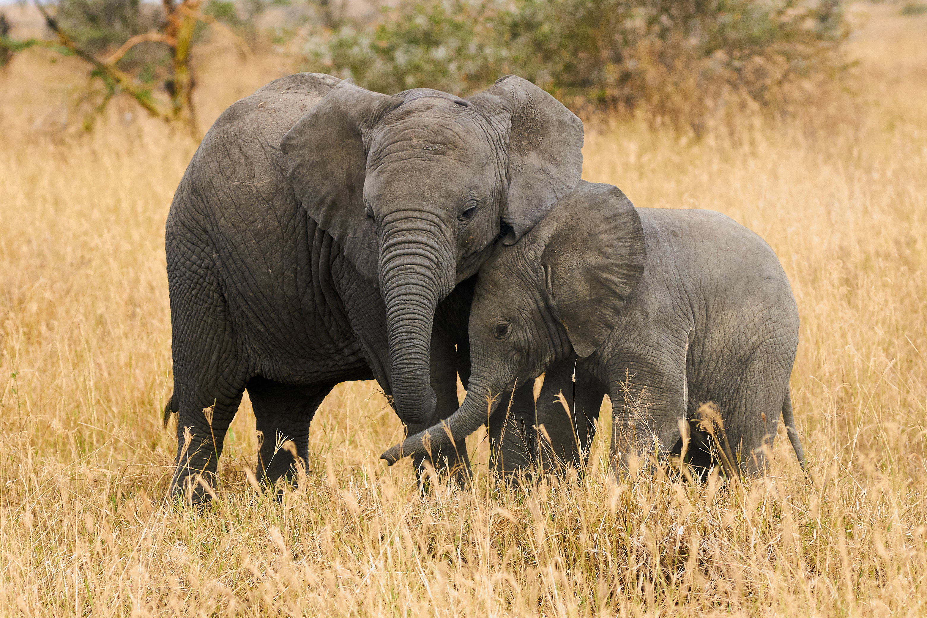 Ebern Designs Two Brother Elephants by Lucaar - Wrapped Canvas ...