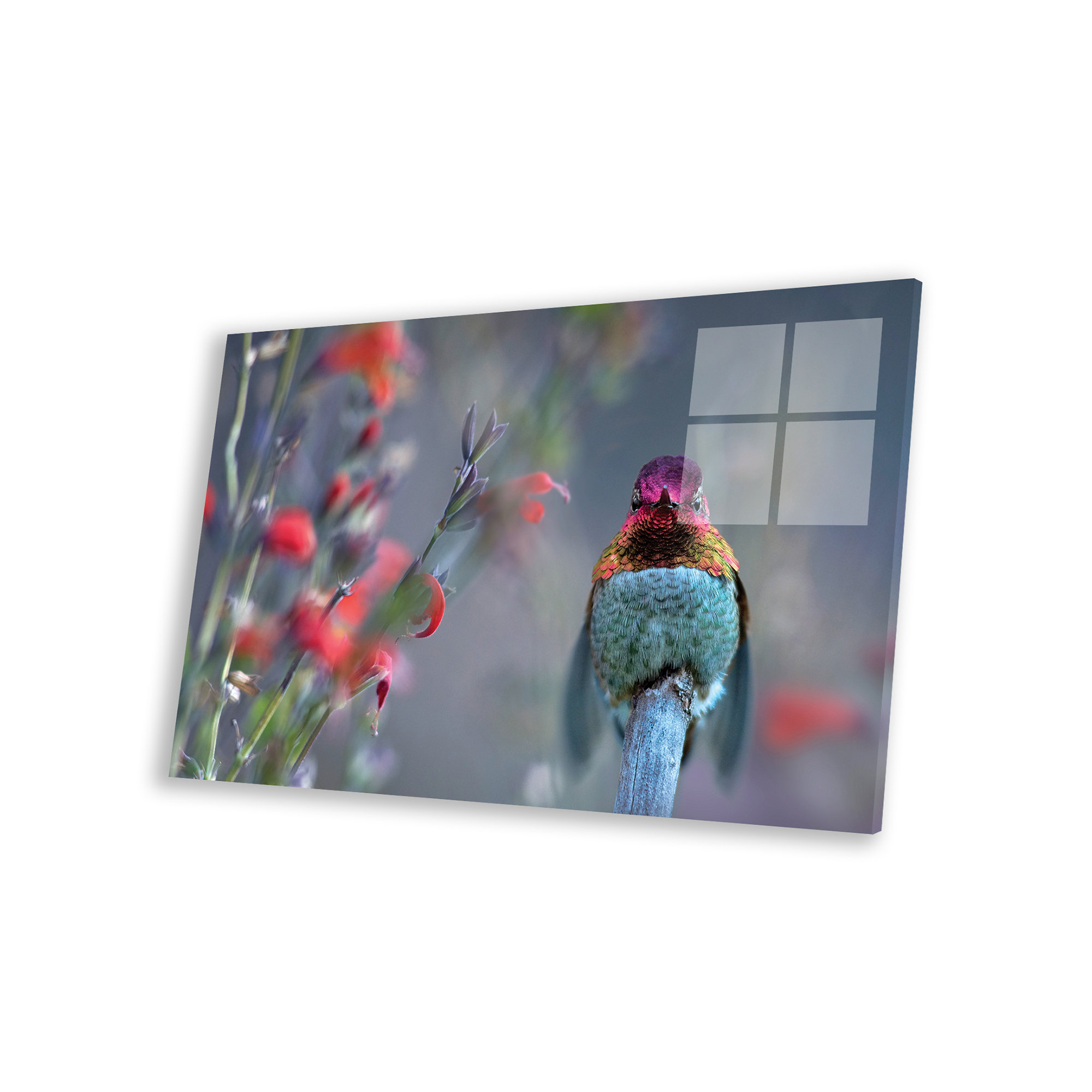 Ebern Designs " Male Anna's Hummingbird Singing Arizona. " by Tim ...