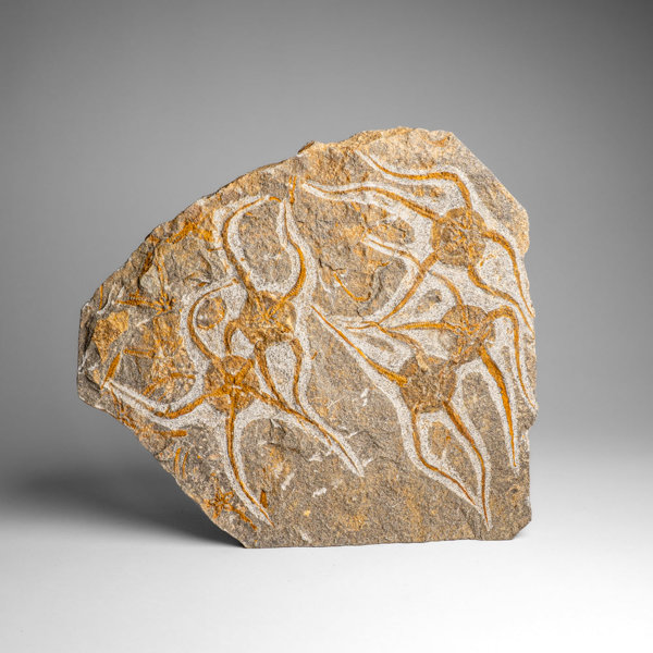 Astro Gallery of Gems Genuine Ophiuroidea Brittle Star Fossil (3.6 Lbs ...