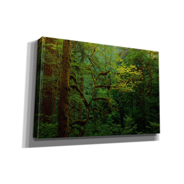 Millwood Pines Bernuth Light In A Dark Forest On Canvas by Bill ...