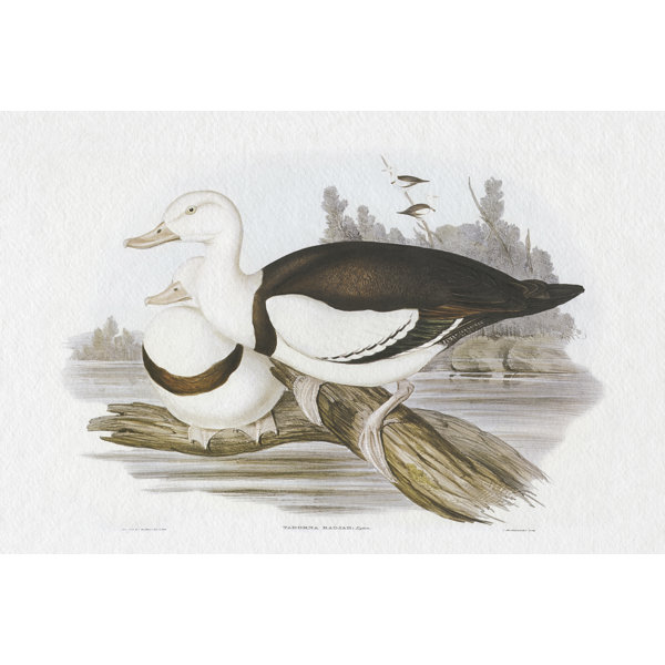 Highland Dunes Aeyden " Seabird Pairing II " by Elizabeth Gould | Wayfair