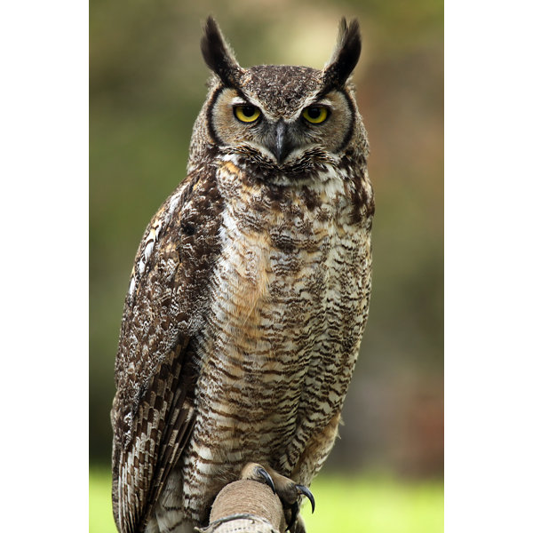 Millwood Pines An Owl With A Stoic Look On It's Face On Canvas by Megan ...