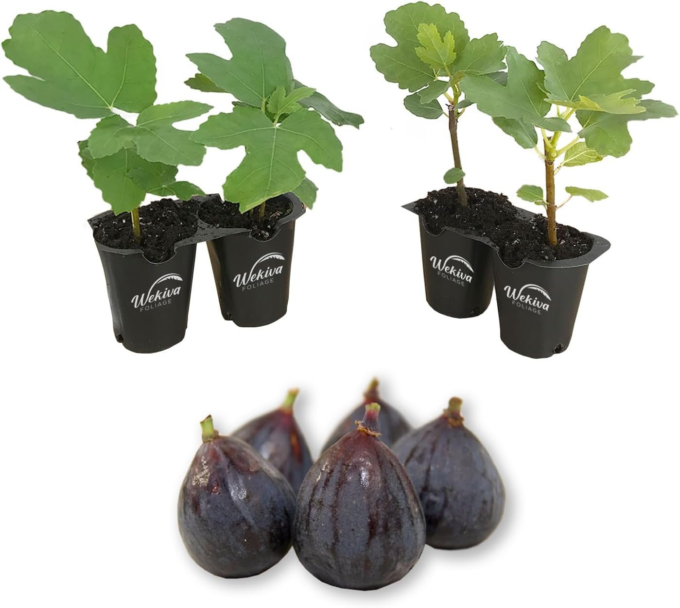 Wekiva Foliage LLC Beer's Black Fig Tree - 4 Live Starter Plants in Grower's Liners - Ficus ...