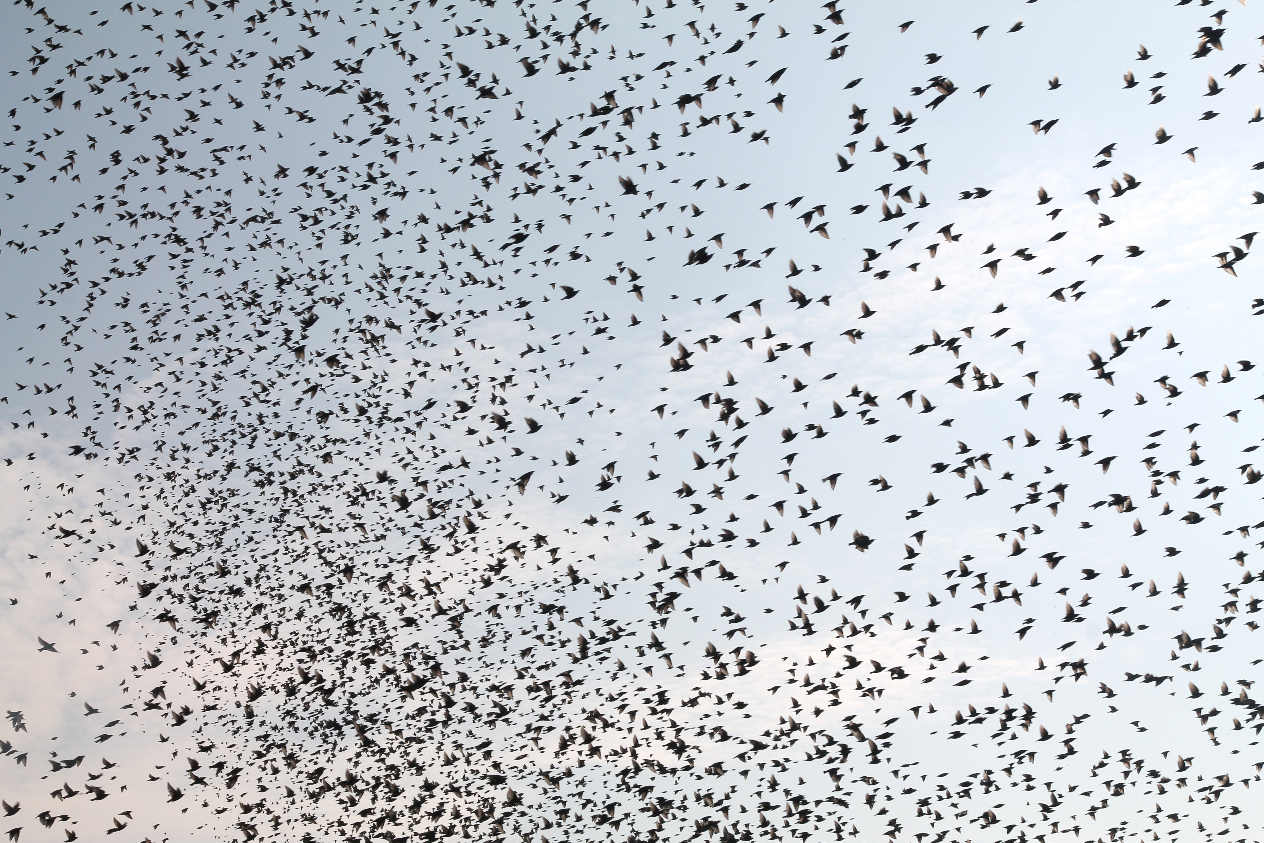 Ebern Designs Birds Migrating - Wrapped Canvas Photograph | Wayfair