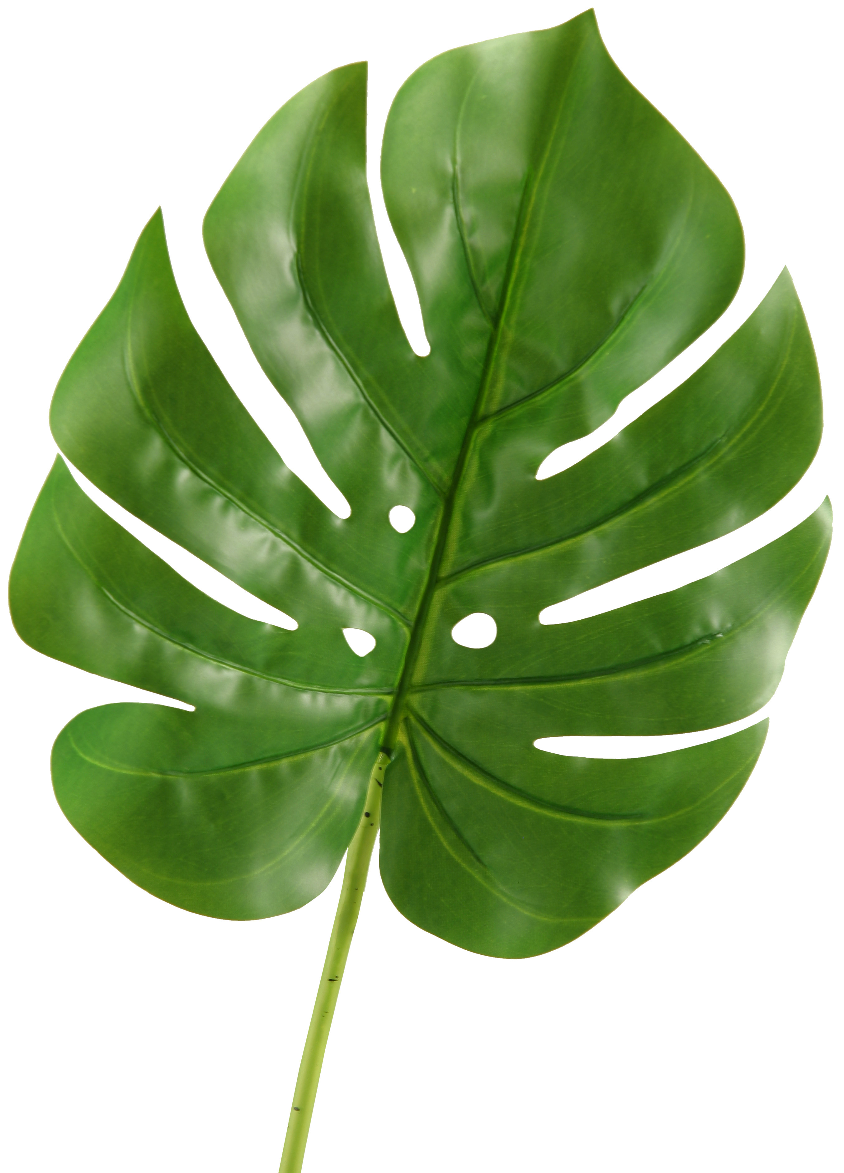 Bay Isle Home™ Small Split Leaf Philo Stem & Reviews - Wayfair Canada
