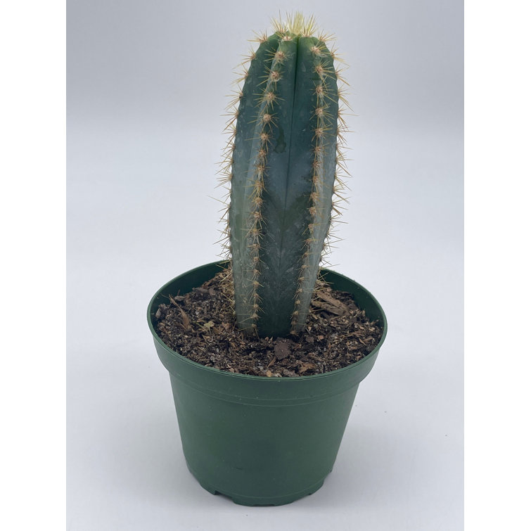 Florida House Plants Blue Columnar Cactus Pilosocereus Pachycladus ...