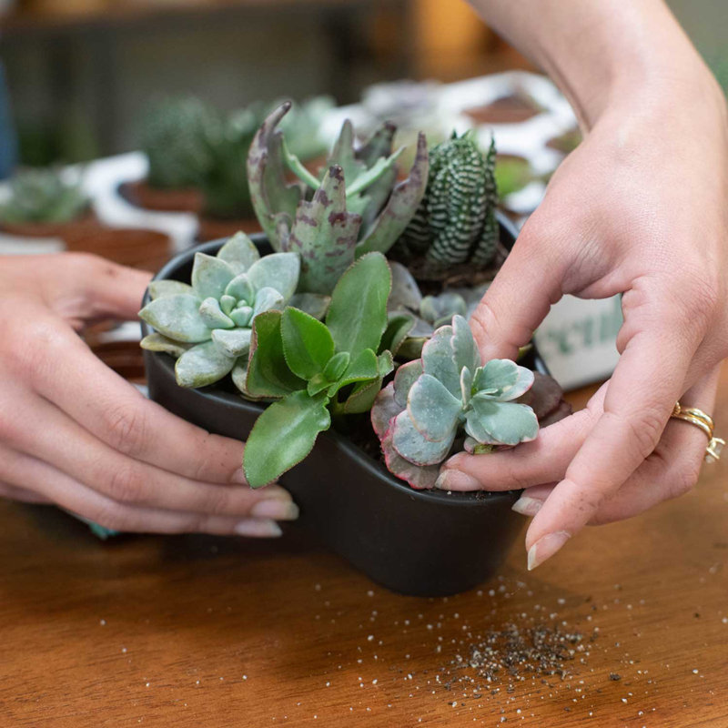 Costa Farms Indoor 10 Assorted Succulents House Plant in 2-inch Nursery ...