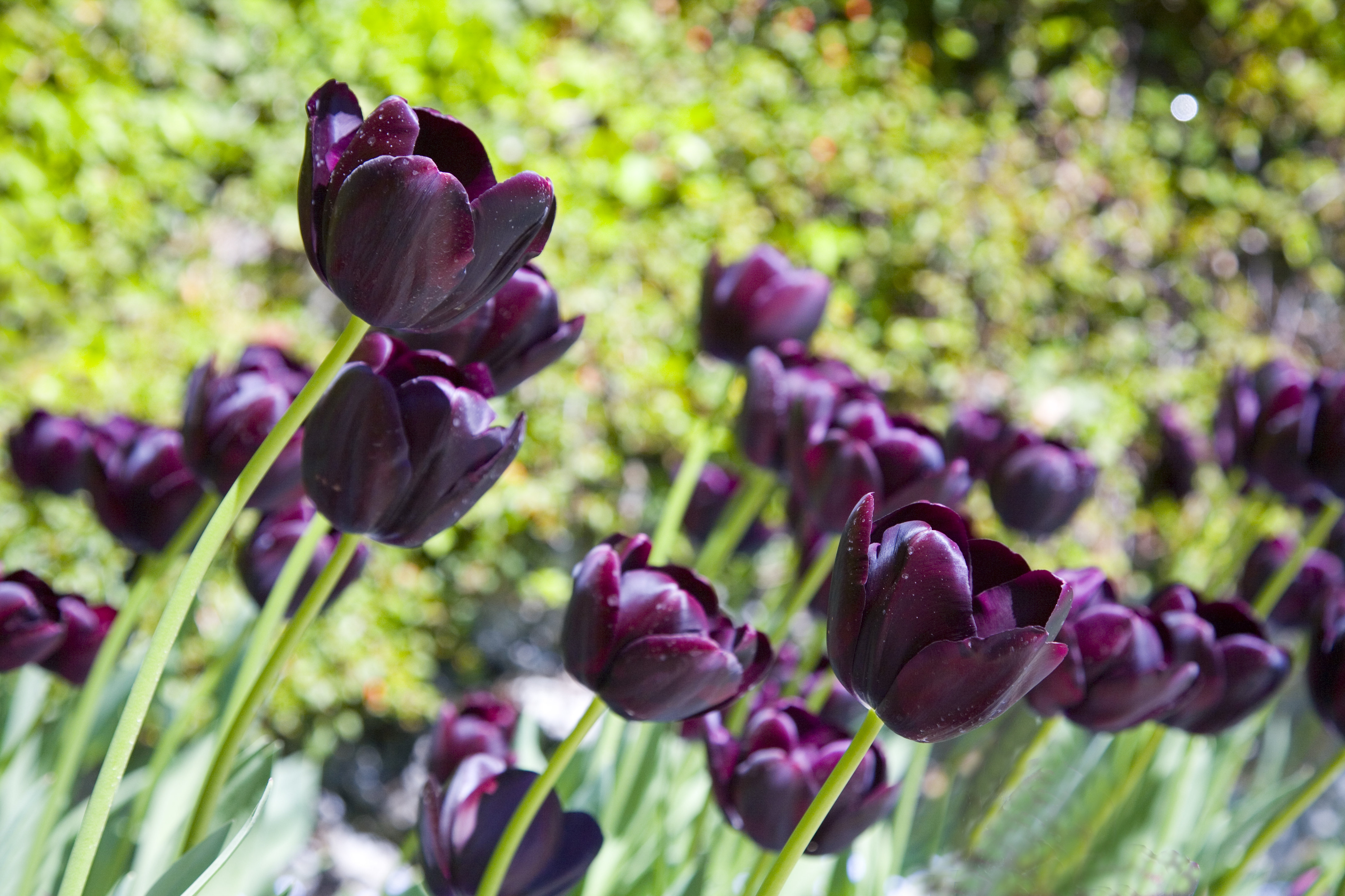 Ebern Designs Deep Purple Tulips by Williamjmurphy | Wayfair