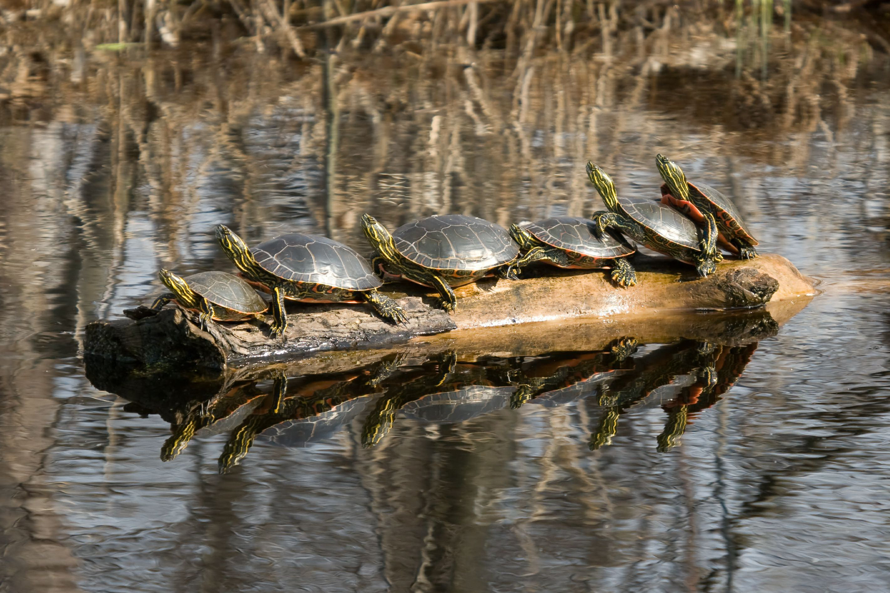 Bay Isle Home™ Northvale Painted Turtles - Wrapped Canvas Photograph ...