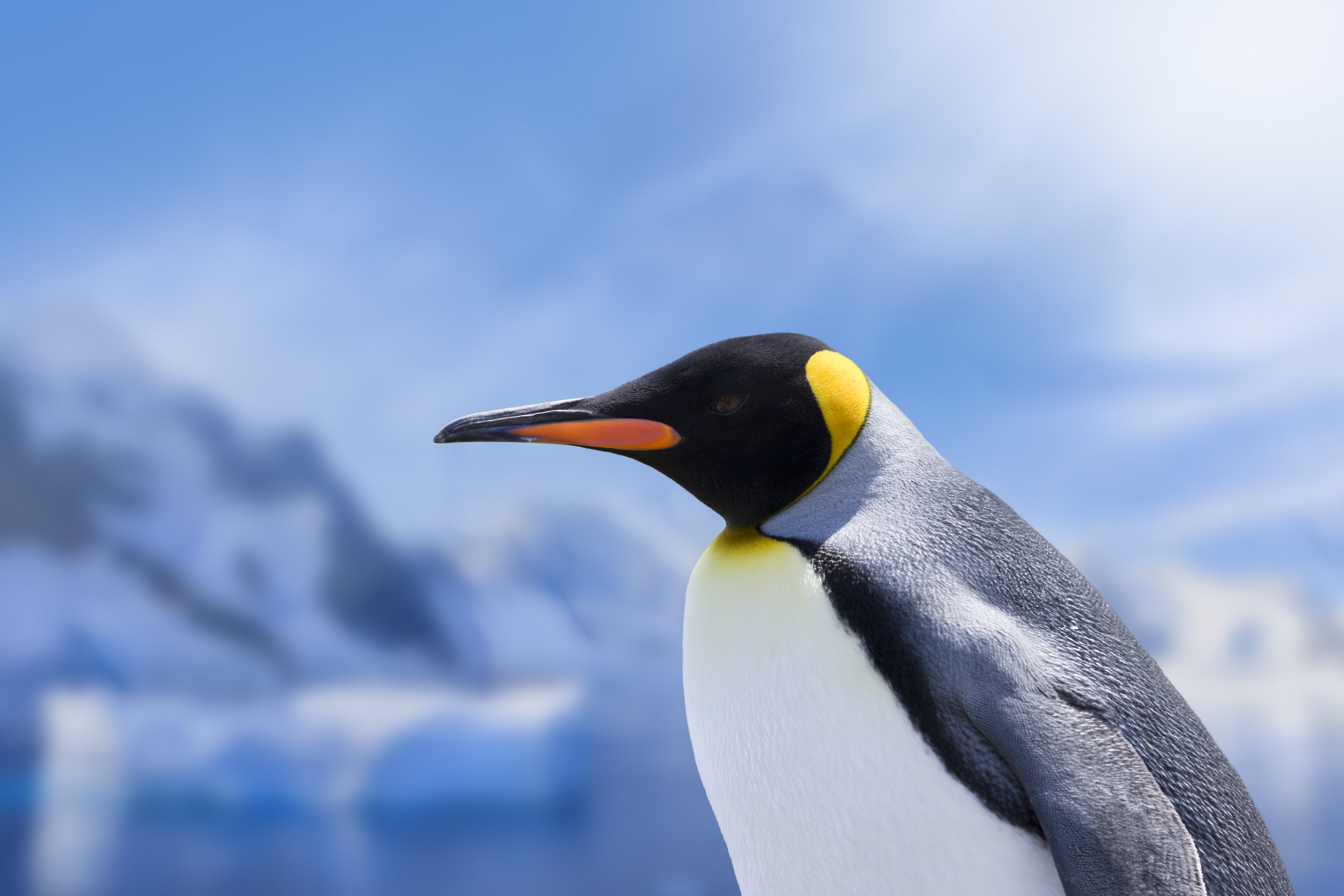 Highland Dunes Penguin Head by Grafissimo | Wayfair
