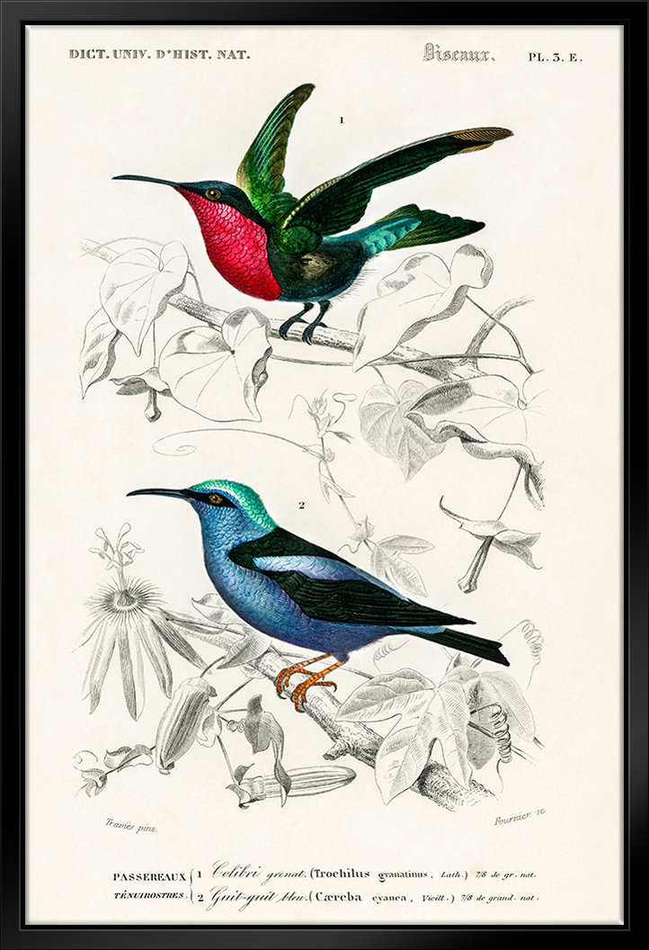 ATX Art Group LLC Natural History - Different Types of Birds 30 ...