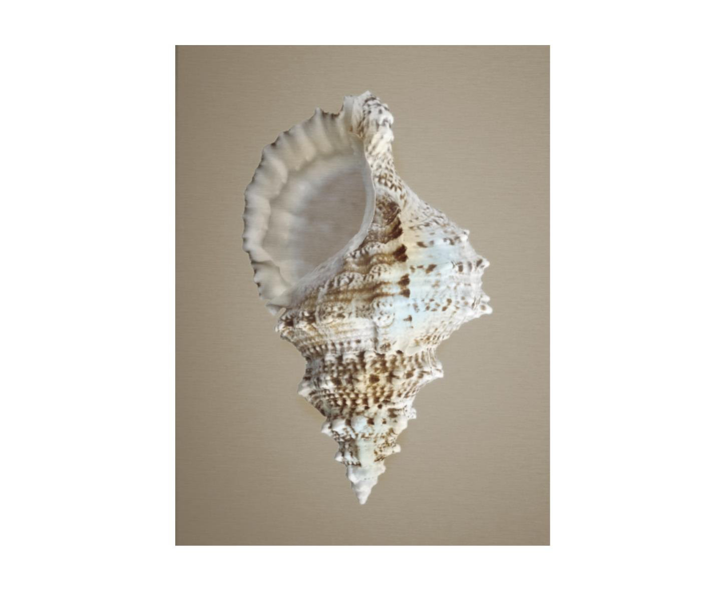Chelsea Art Studio Shells on Champagne IV by Sofia Fox - Photograph ...