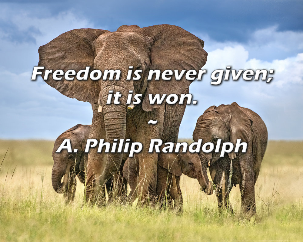 Trinx A. Philip Randolph Quote: Freedom is never given; it is won ...