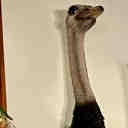 Design Toscano Ostrich Bird Trophy Wall Sculpture & Reviews | Wayfair